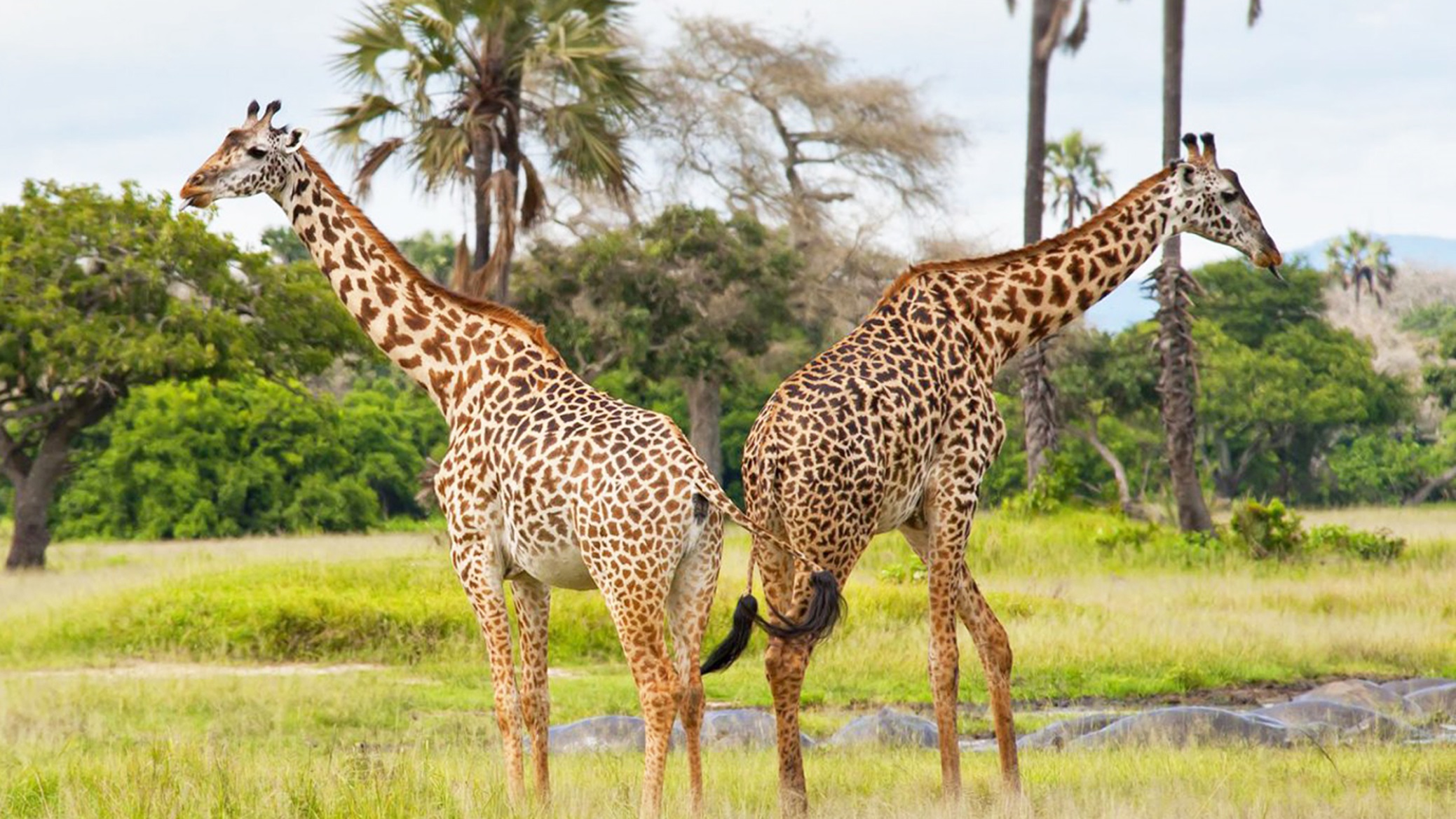 Selva Tours & Safaris Limited