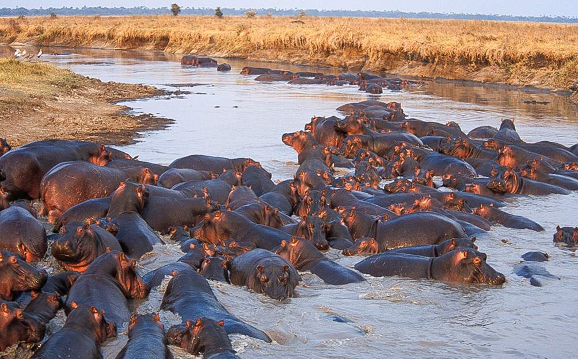 Selva Tours & Safaris Limited